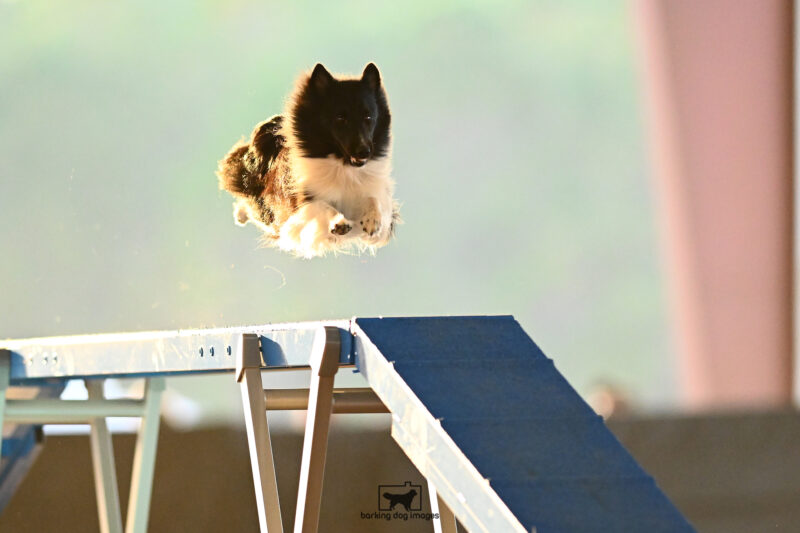 UKI US Open (November 2025) | Barking Dog Images