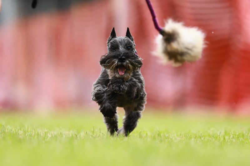FCAT | Barking Dog Images