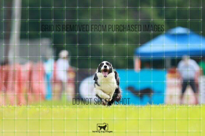 FCAT | Barking Dog Images